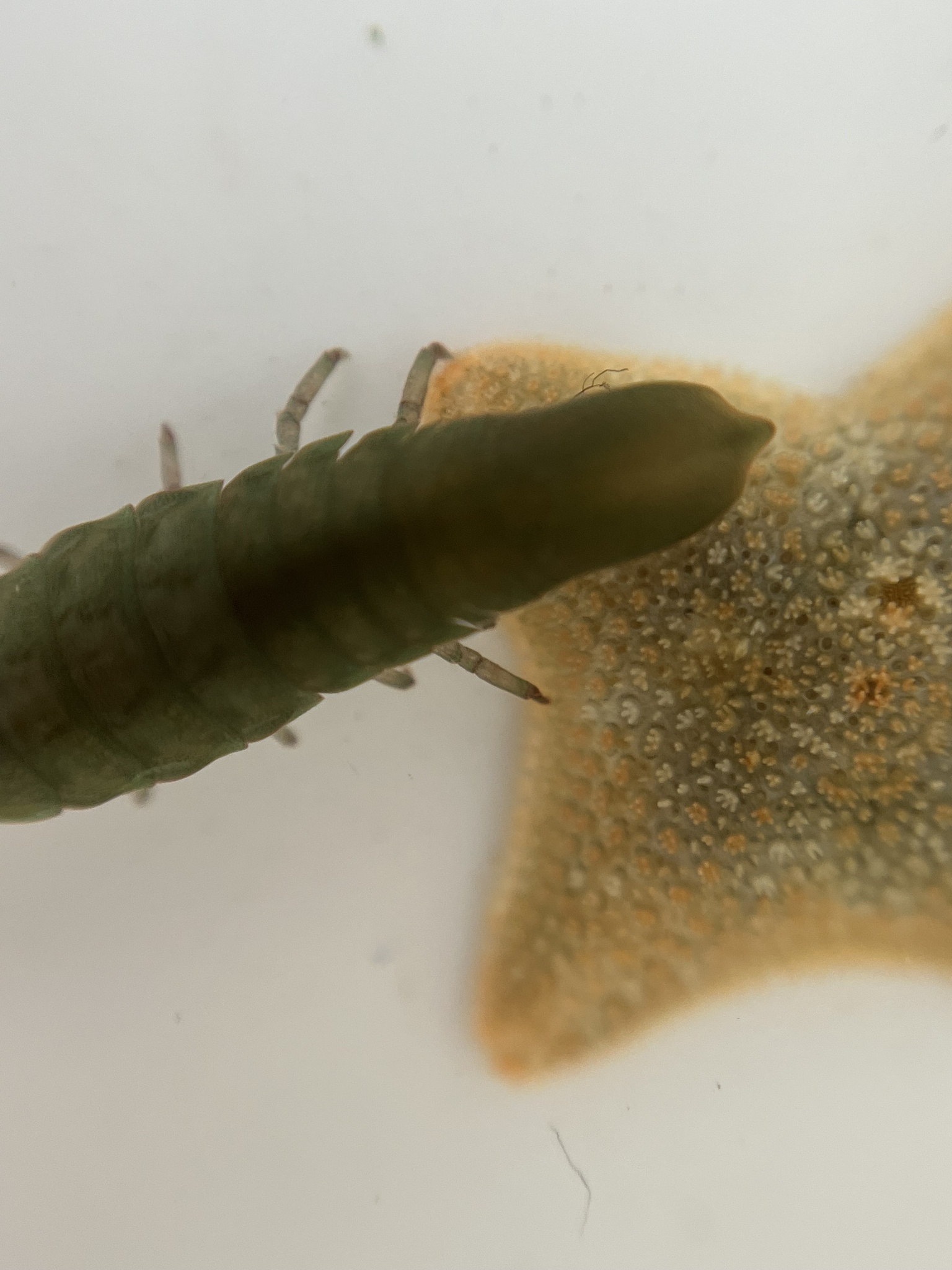 Idotea granulosa Rathke, 1843