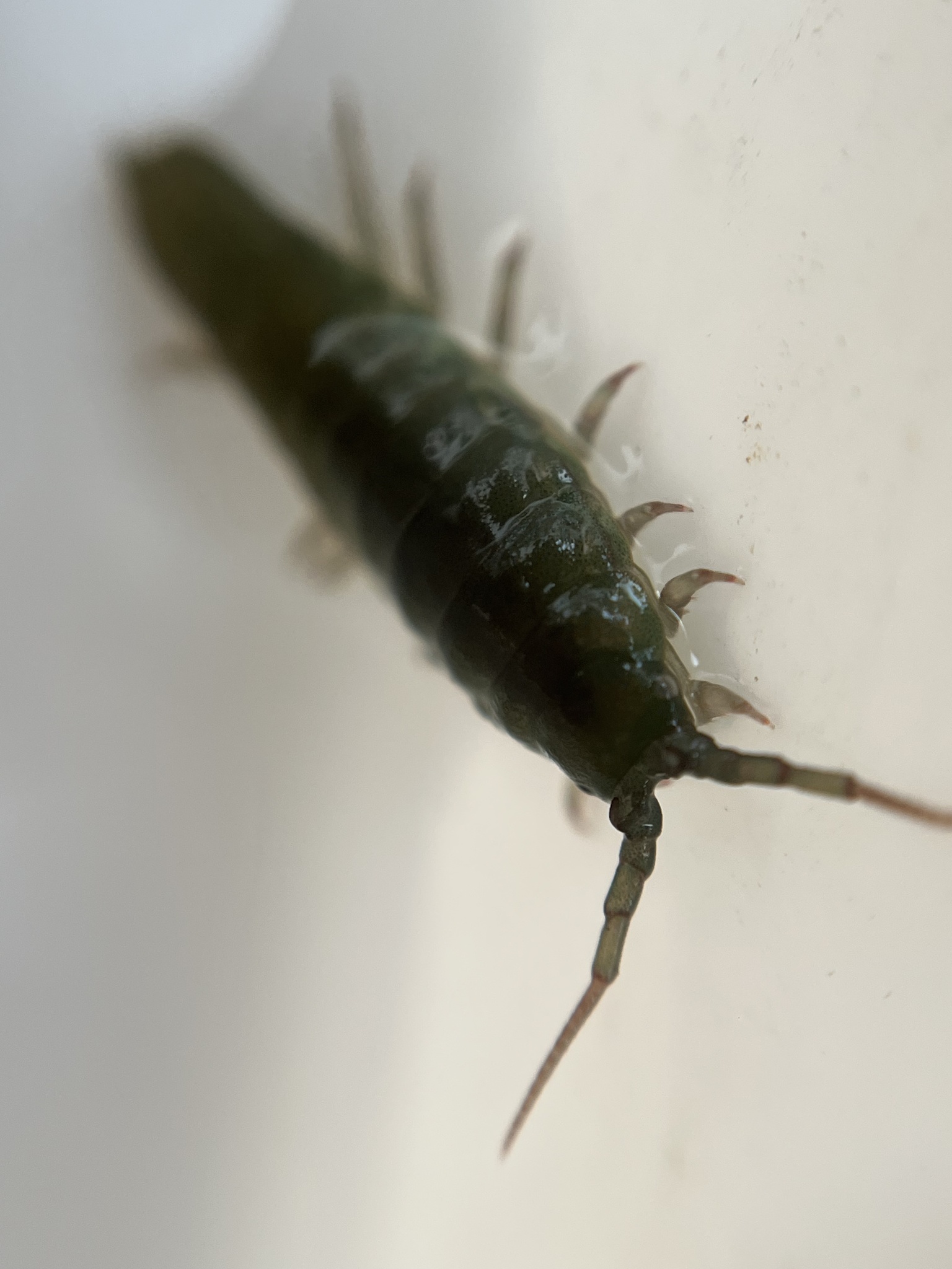 Idotea granulosa Rathke, 1843