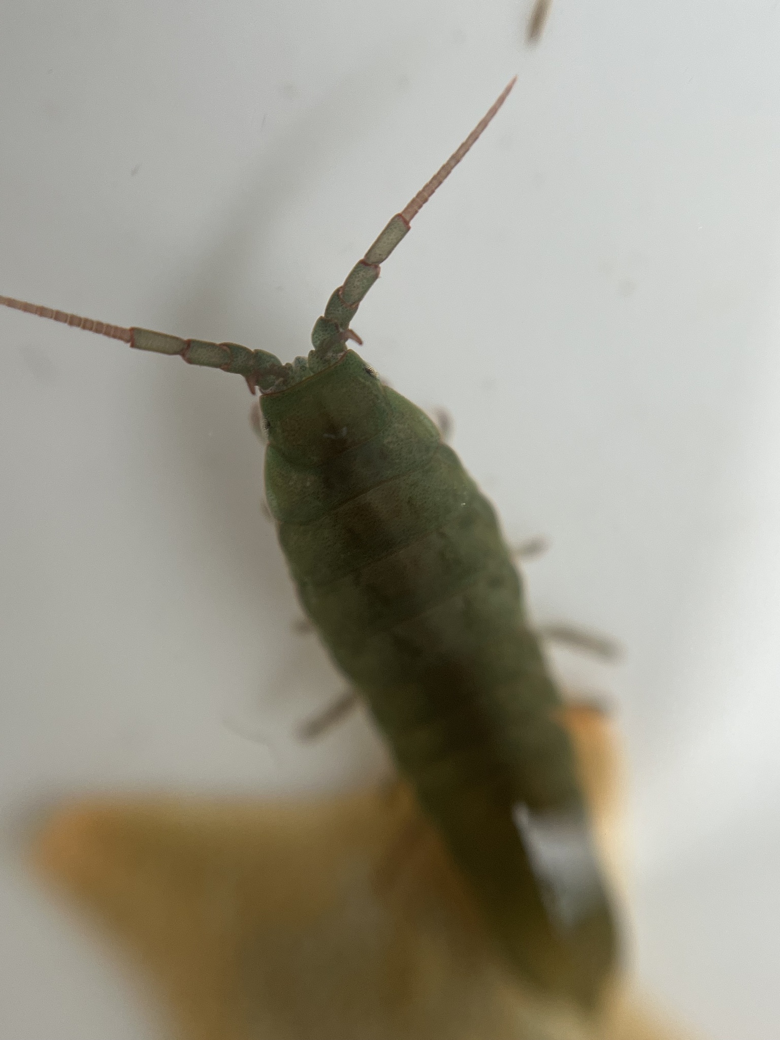 Idotea granulosa Rathke, 1843