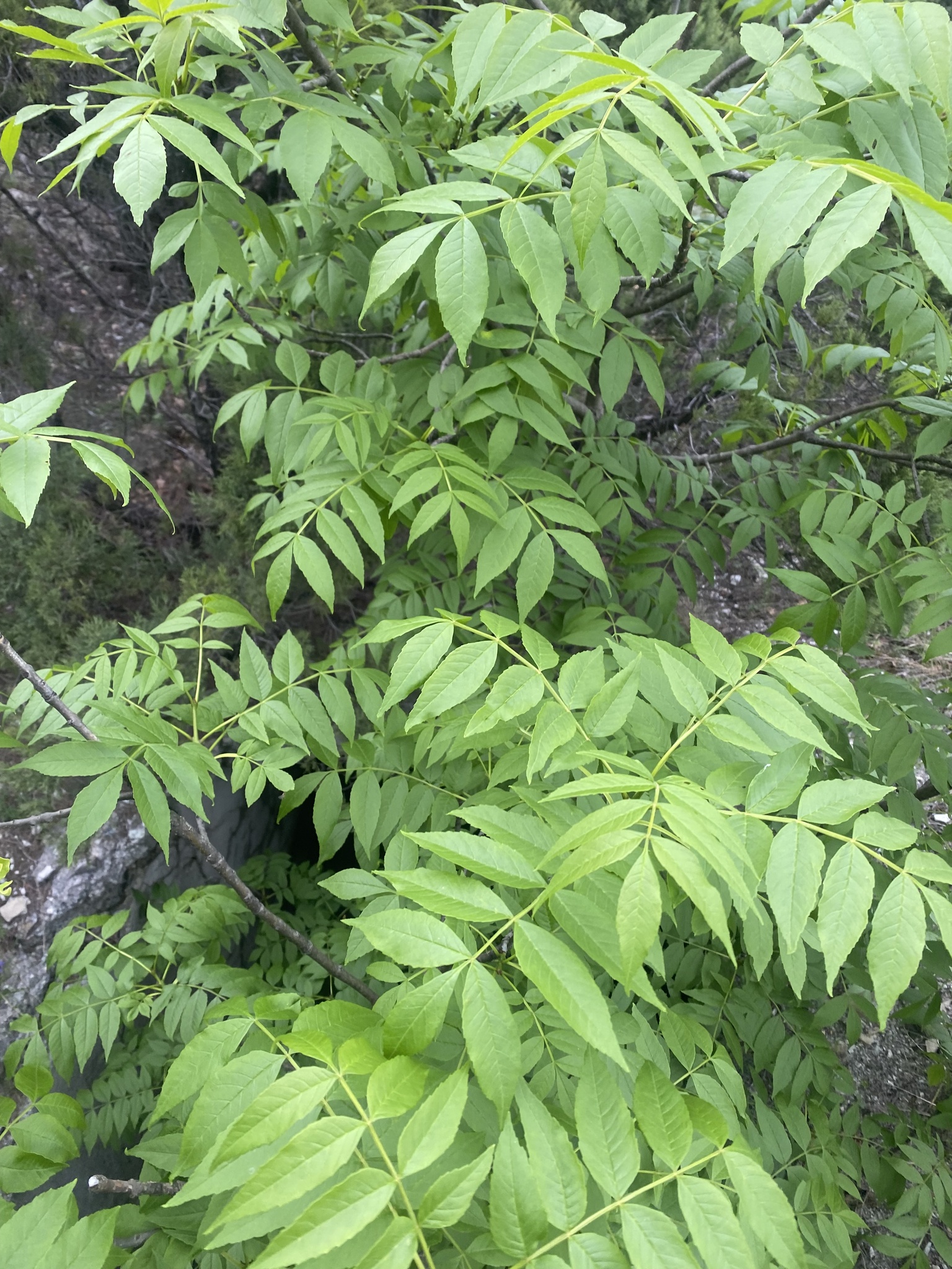 Fraxinus angustifolia subsp. oxycarpa (M.Bieb. ex Willd.) Franco ...