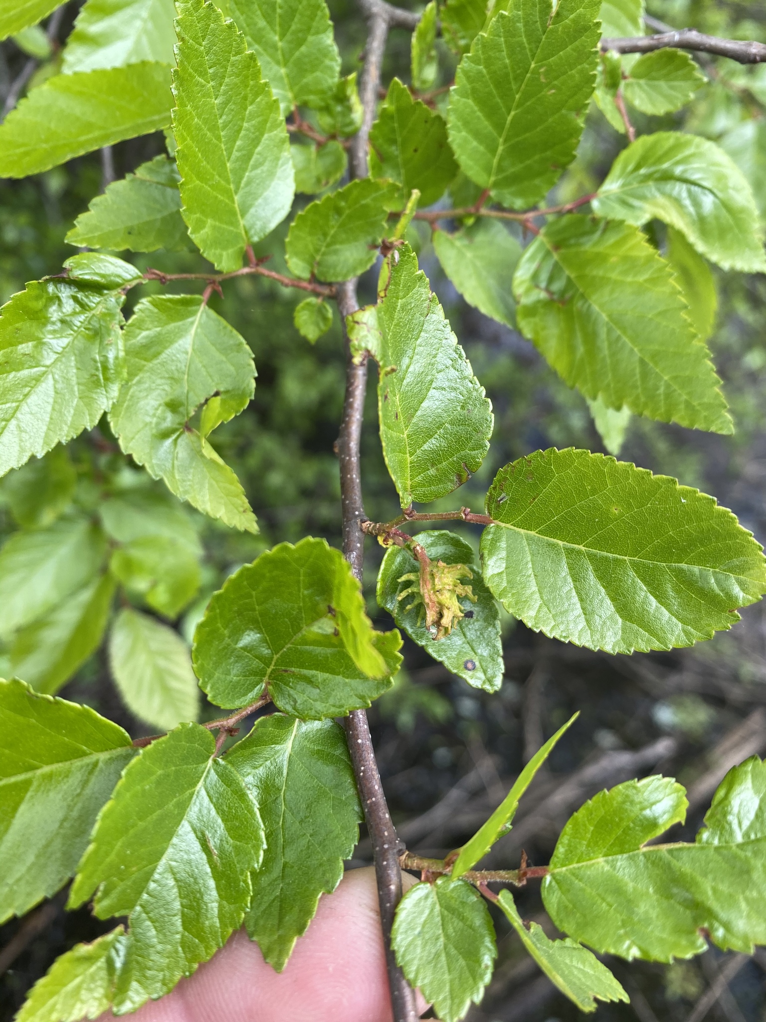 Planera aquatica J.F.Gmel.