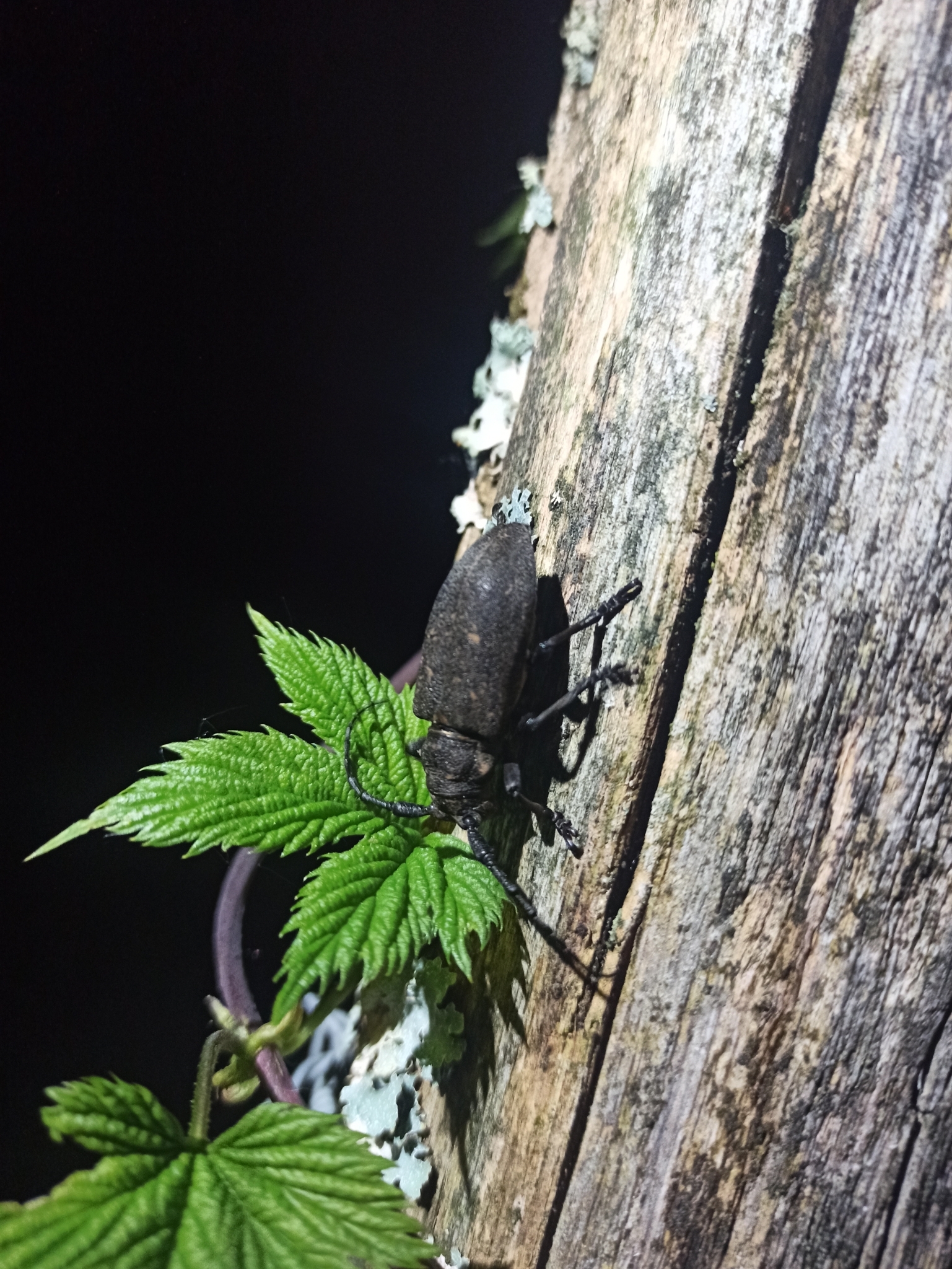 Lamia textor (Linnaeus, 1758)
