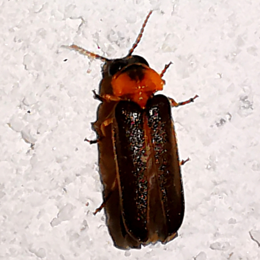 Lampyroidea graeca from Steno 189 00, Hellas on May 6, 2023 at 11:42 PM ...