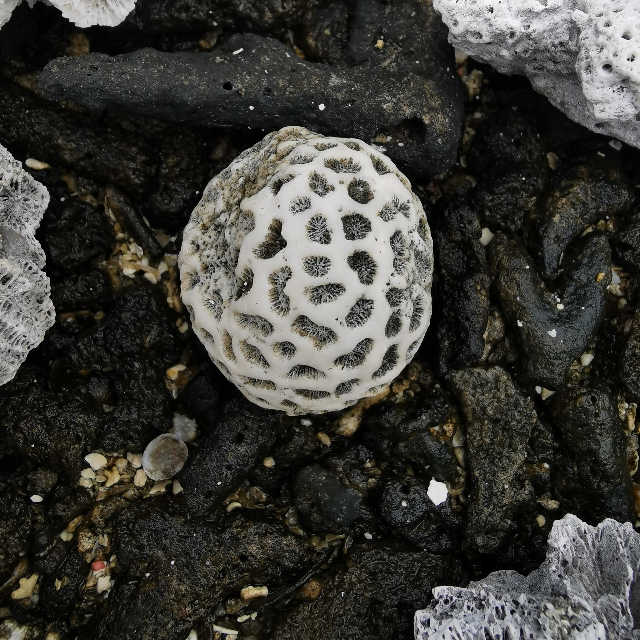 Favia fragum (Esper, 1793)