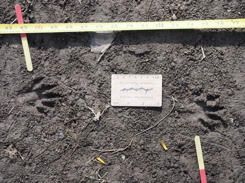 Raccoon Tracks – NatureTracking