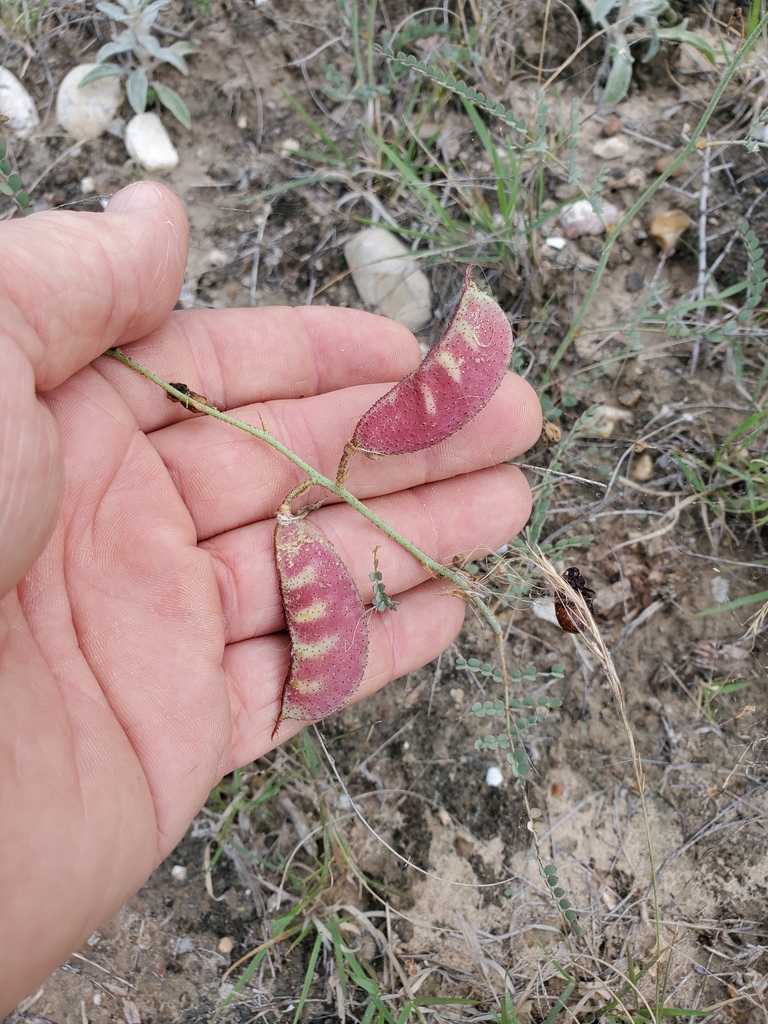tailed nicker from Zapata, Texas, United States on April 10, 2023 at 04 ...