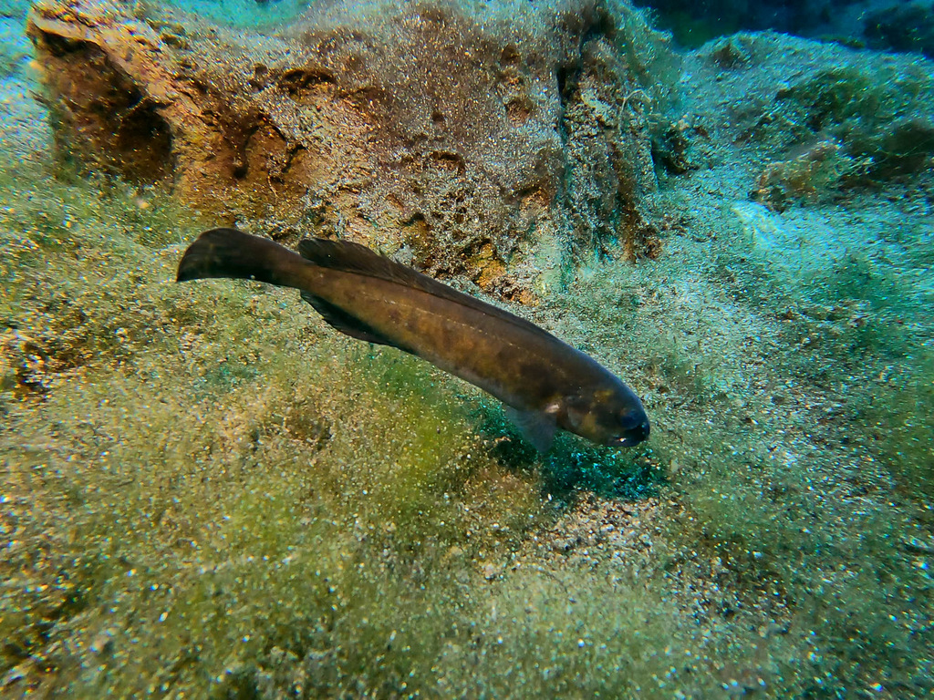 River Blackfish from Eight Mile Creek SA 5291, Australia on March 18 ...