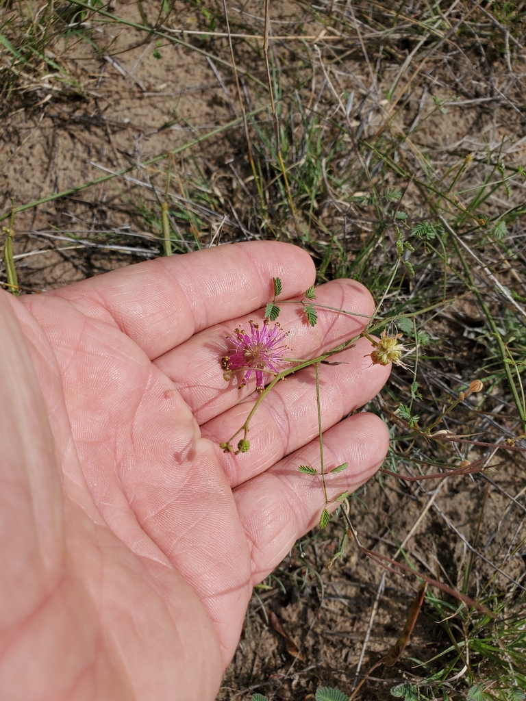 Kairn's Sensitive Briar from Zapata, Texas, United States on April 10 ...