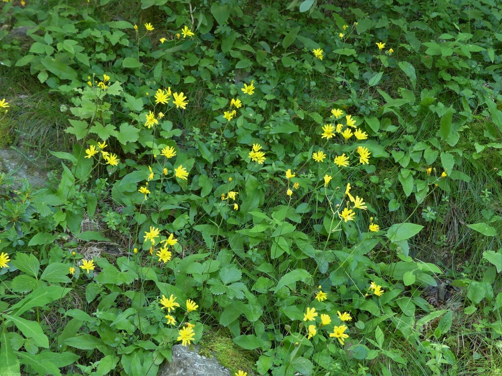 Wall hawkweed from 66800 Eyne, France on July 09, 2017 at 09:53 PM by ...