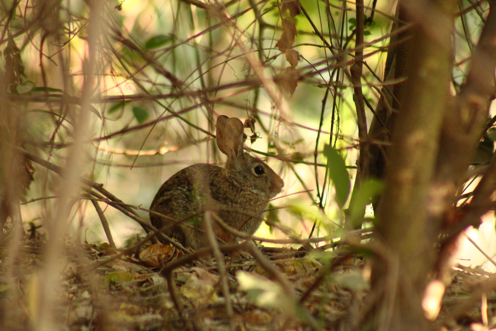 Cottontail Rabbits from C. El Chaco 3200, Providencia, 44630 ...