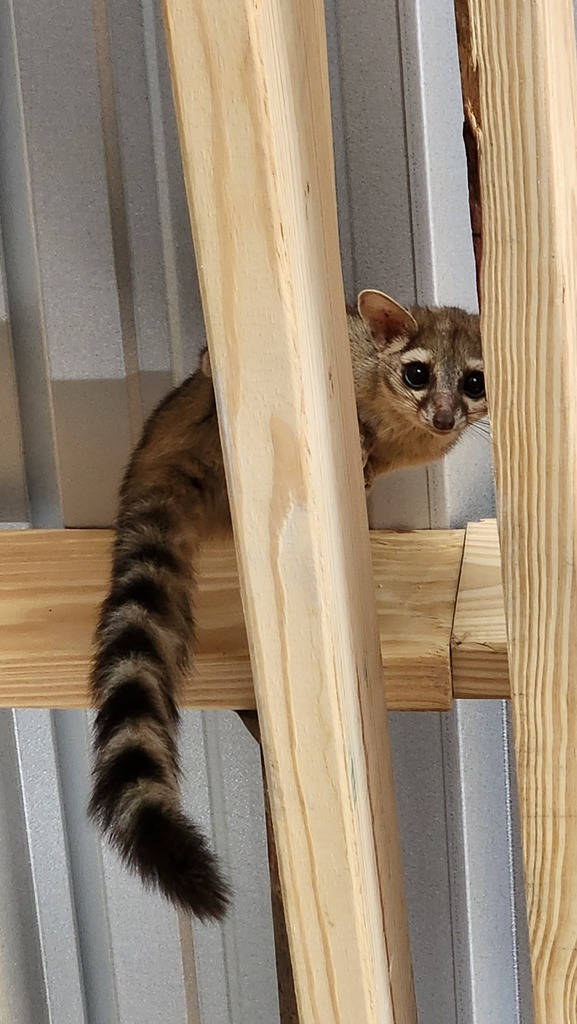 Ringtail in April 2023 by Gerrie McCall. In rafters of neighbor's barn ...