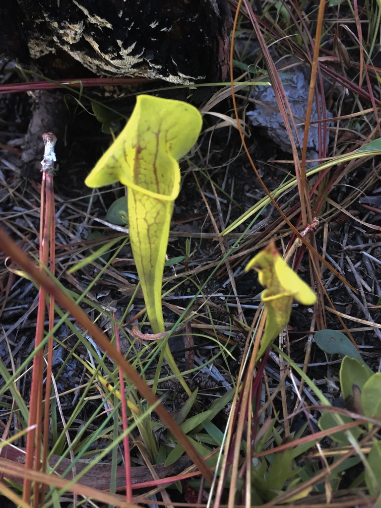 Catesby's Pitcher Plant in October 2018 by elijahkovac · iNaturalist