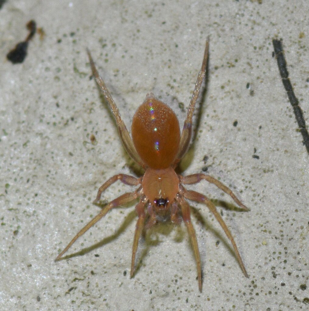 Goblin spiders from Monroe County, FL, USA on April 30, 2023 at 10:23 ...