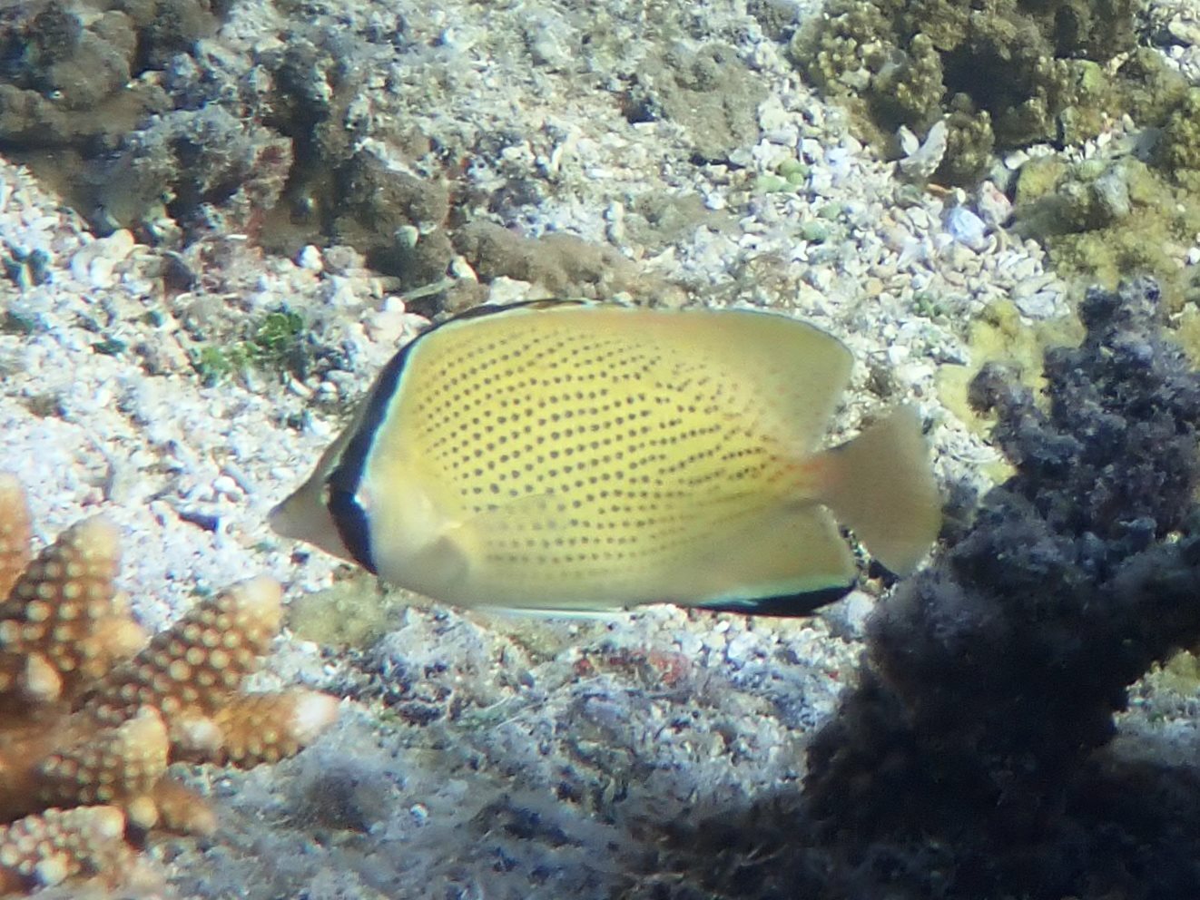 Chaetodon citrinellus Cuvier, 1831