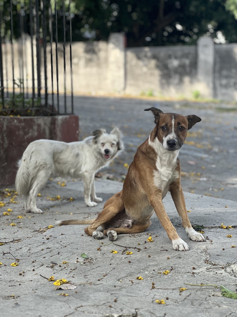 Domestic Dog from University of Havana, Havana, City of Havana, CU on ...