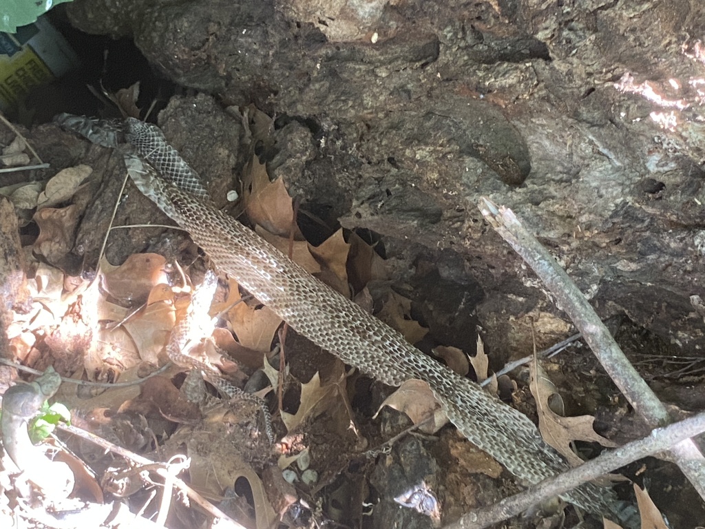 Colubrine Snakes from Denton Creek, Grapevine, TX, US on May 06, 2023 ...