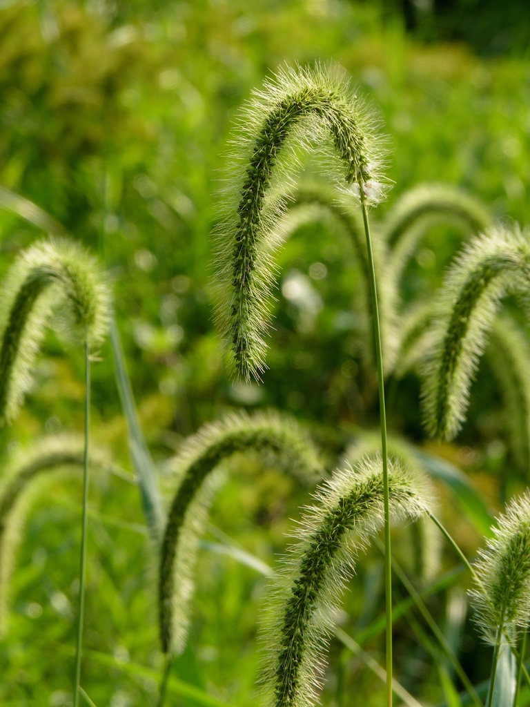 Giant foxtail (Plants of Overton Park's Old Forest, Memphis, TN ...