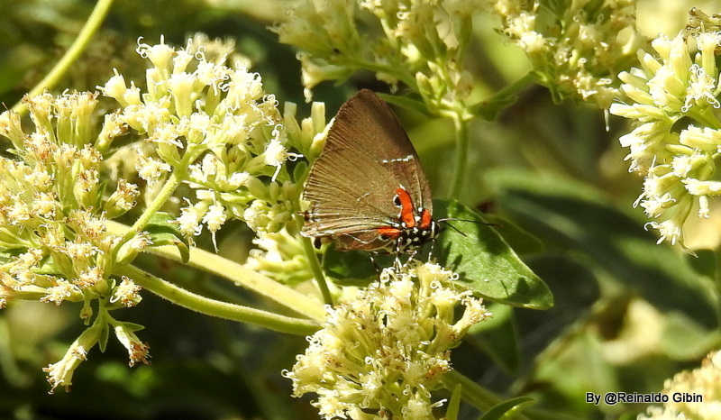 Atlides inachus from Pedreira, SP, 13920-000, Brasil on May 6, 2023 at ...