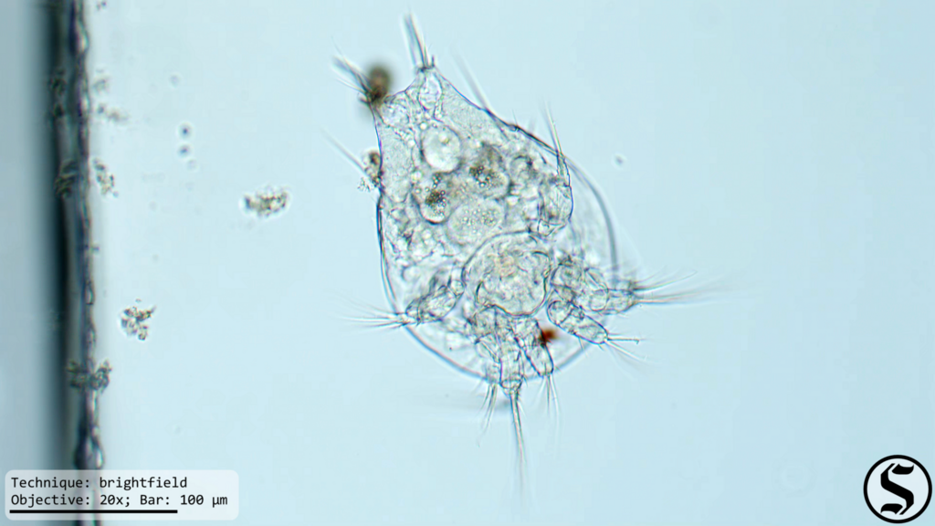 Cyclopidae in May 2023 by Shane Smith · iNaturalist