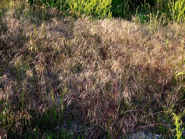 Cheat Grass (Invasive Exotic Plants of North Carolina) · iNaturalist
