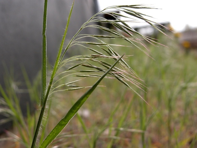 Cheat Grass (Invasive Exotic Plants of North Carolina) · iNaturalist