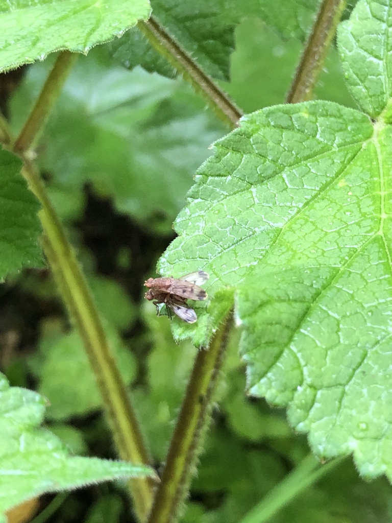 Suillia variegata from Eglwys Ave, Pontypridd, Wales, GB on May 06 ...
