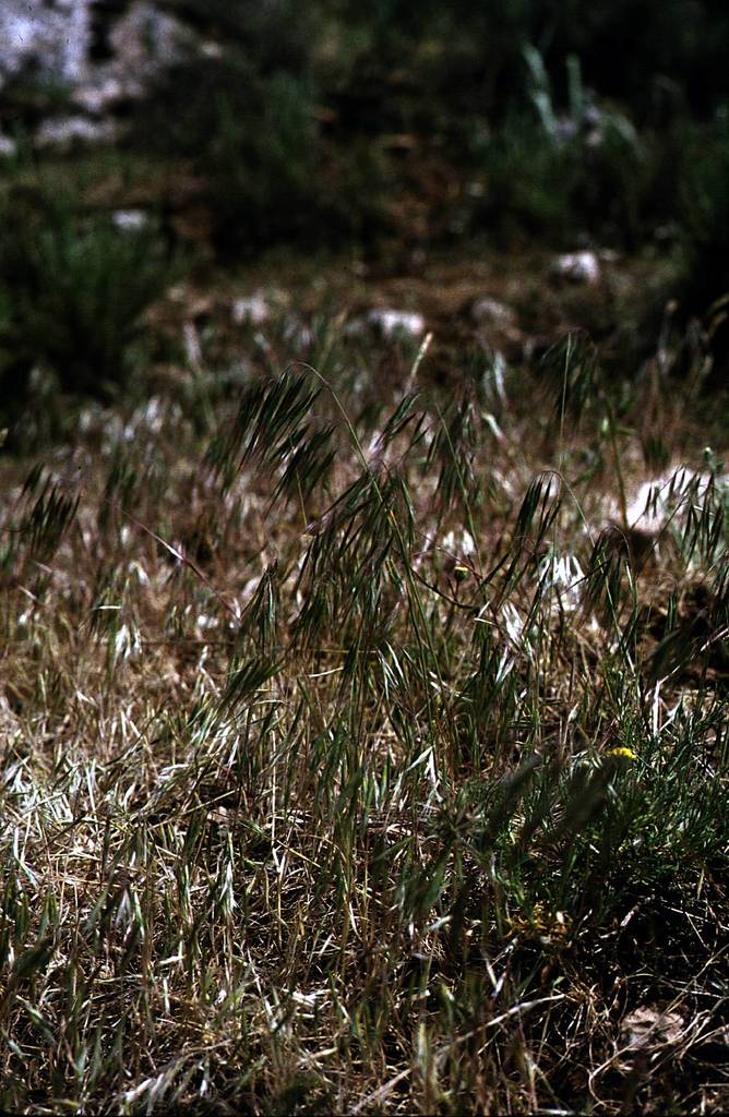 Cheat Grass (Invasive Exotic Plants of North Carolina) · iNaturalist