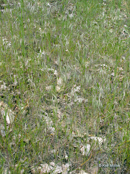 Cheat Grass (Invasive Exotic Plants of North Carolina) · iNaturalist