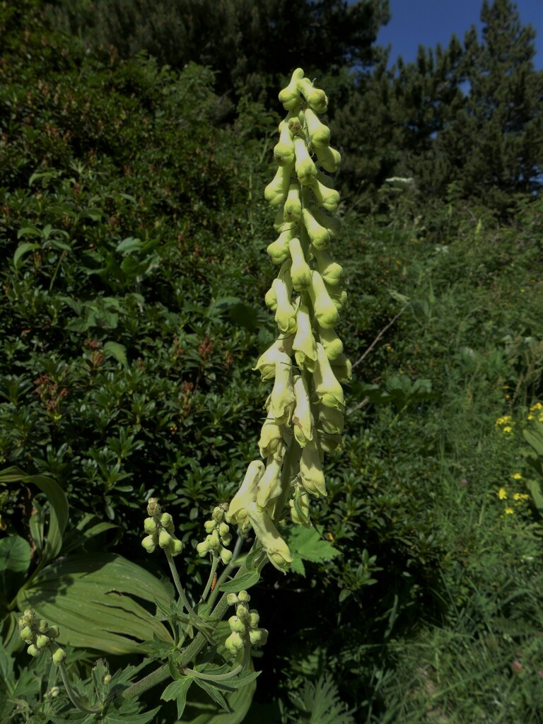 wolfsbane from 66800 Eyne, France on July 09, 2017 at 10:18 PM by Chris ...