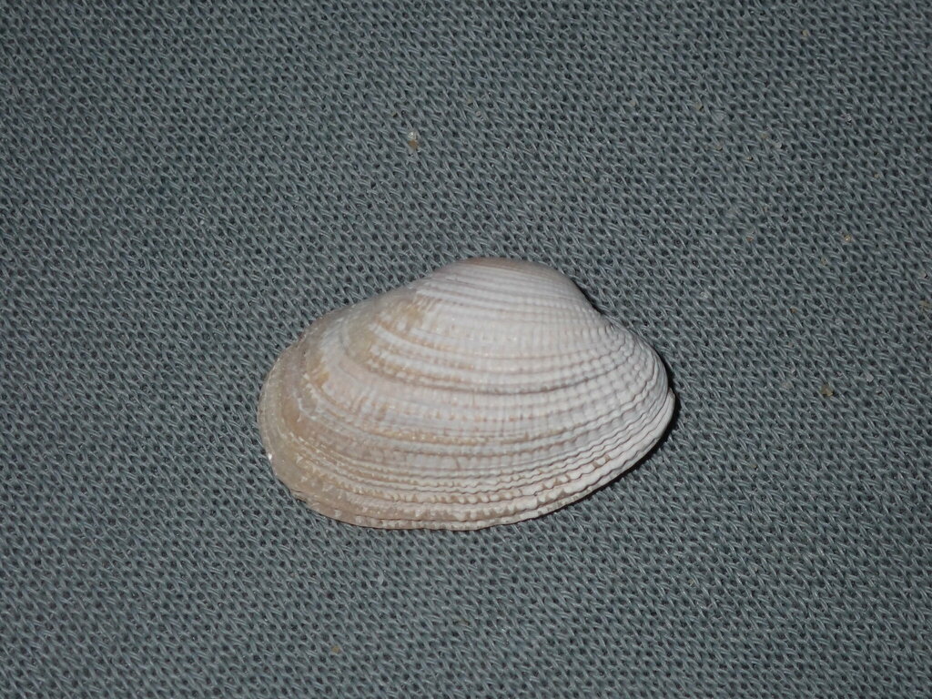 Boring Venus Shell from Sunshine Coast QLD, Australia on May 05, 2023 ...