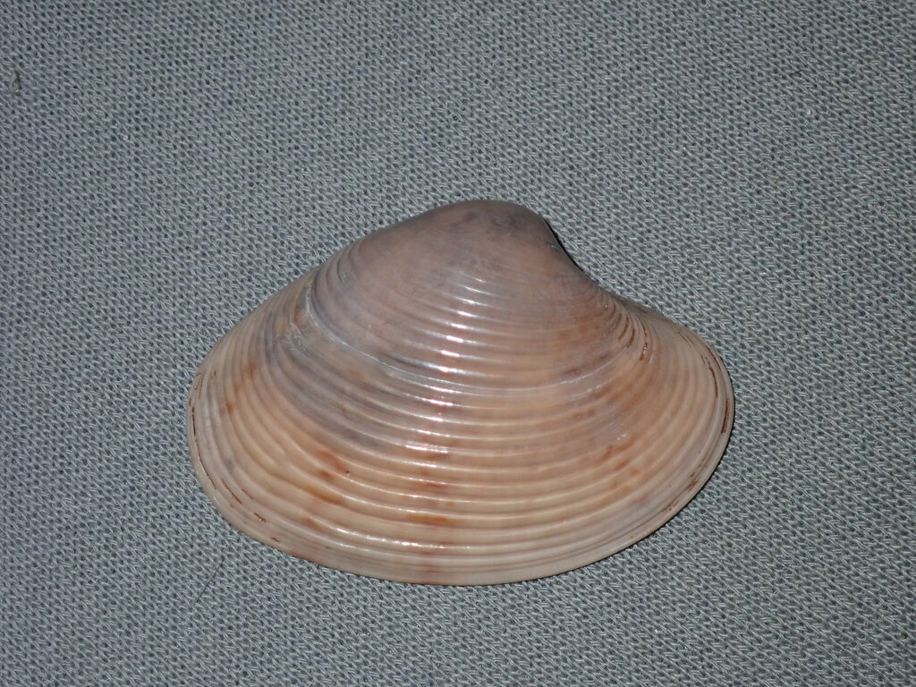 Paphia from Maroochydore QLD 4558, Australia on May 5, 2023 at 03:28 PM ...