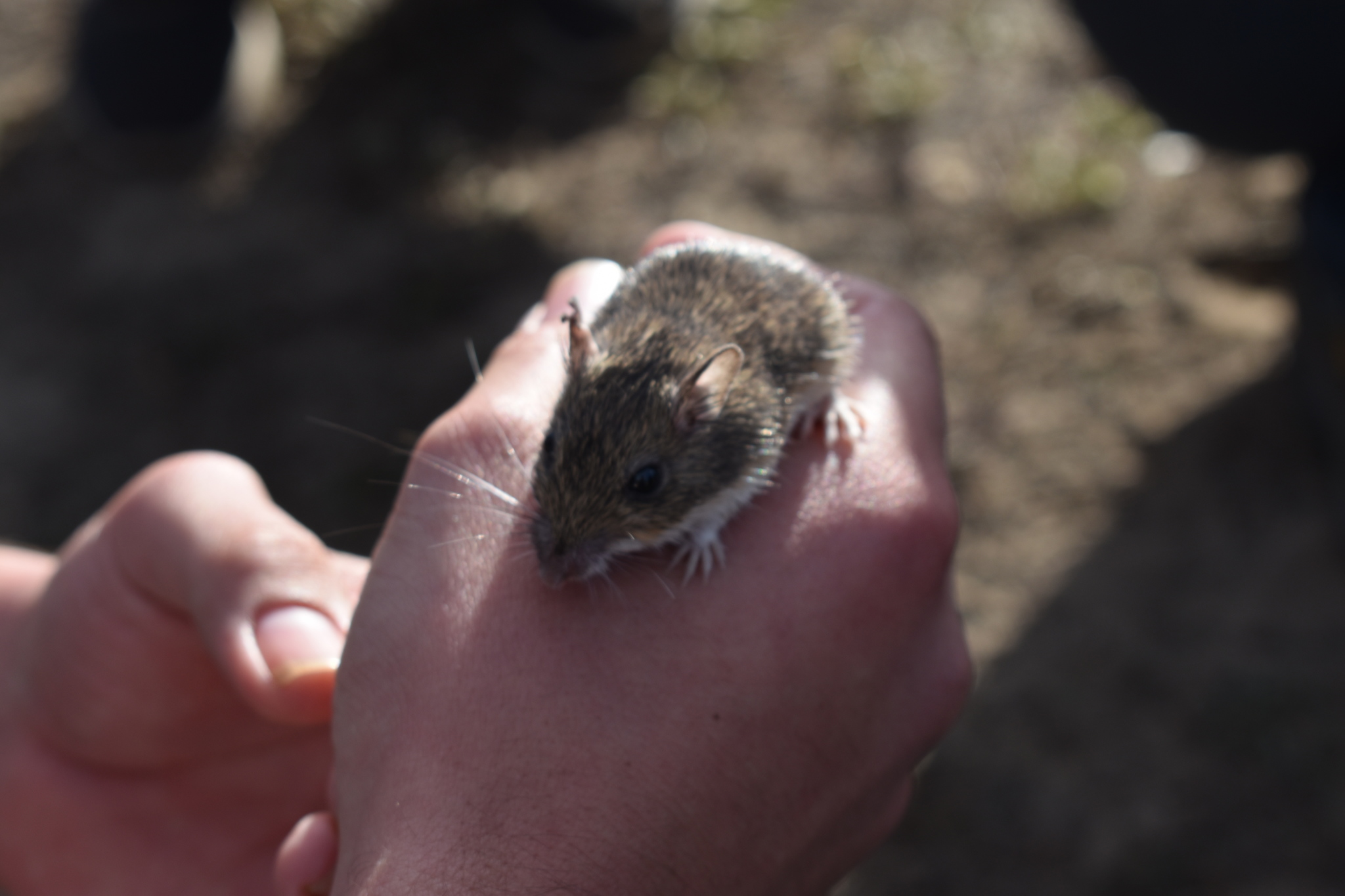 Chaetodipus californicus (Merriam, 1889)