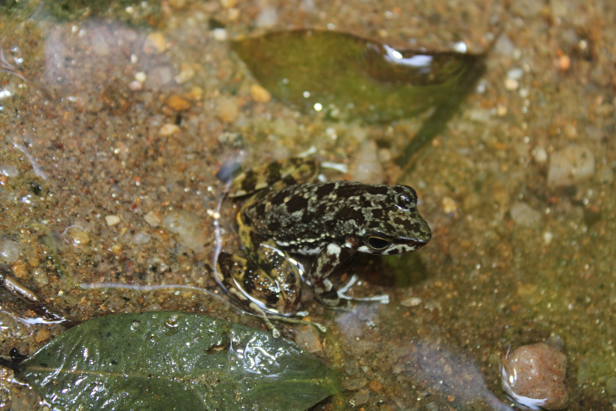 Cycloramphidae
