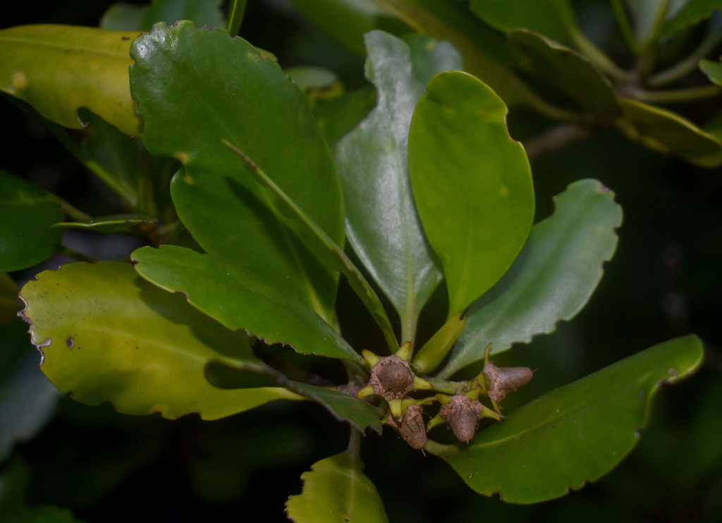 Ceriops pseudodecandra from Cairns QLD, Australia on April 8, 2023 at ...