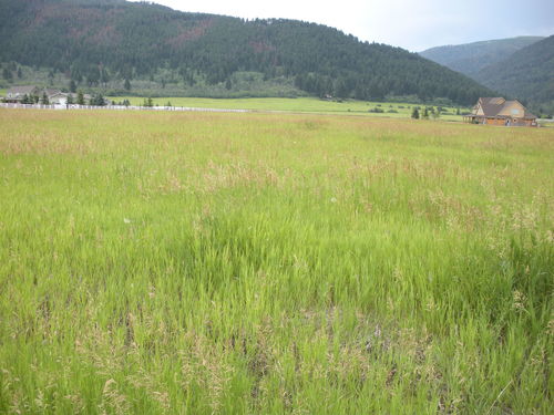 Smooth Brome (Invasive Exotic Plants of North Carolina) · iNaturalist