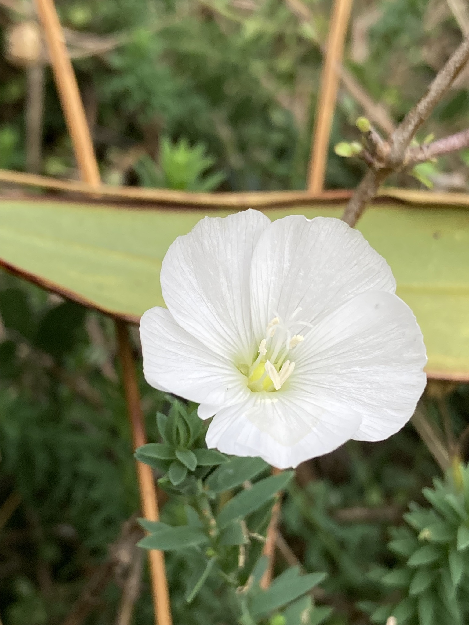 Linum monogynum G.Forst.