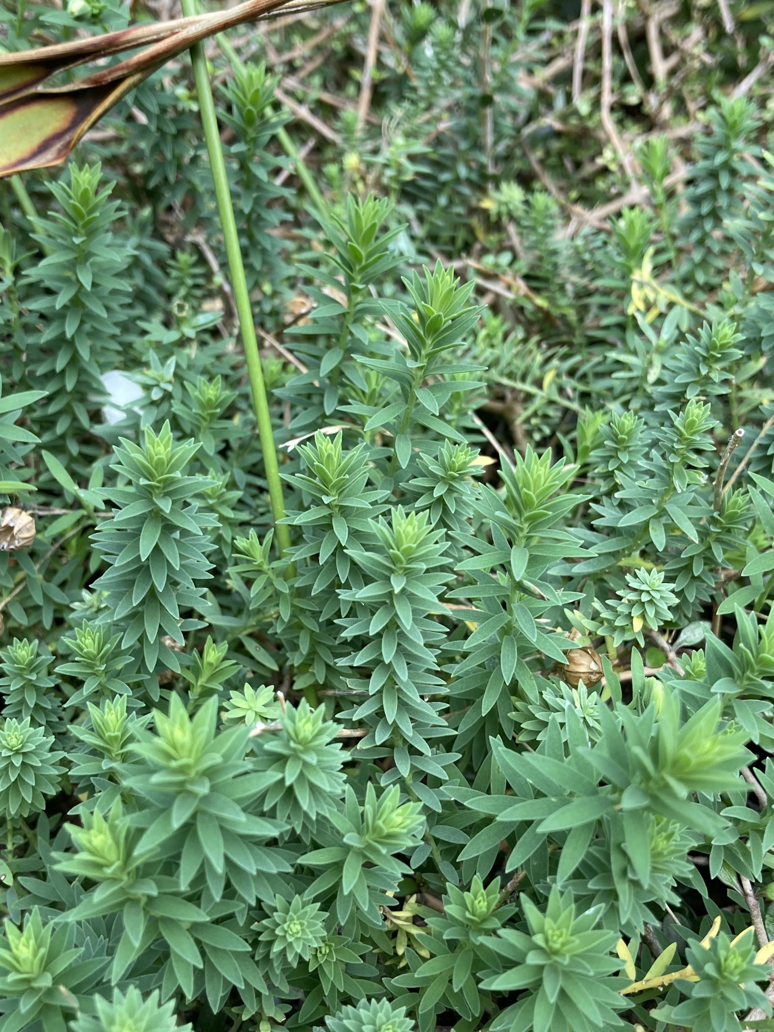 Linum monogynum G.Forst.