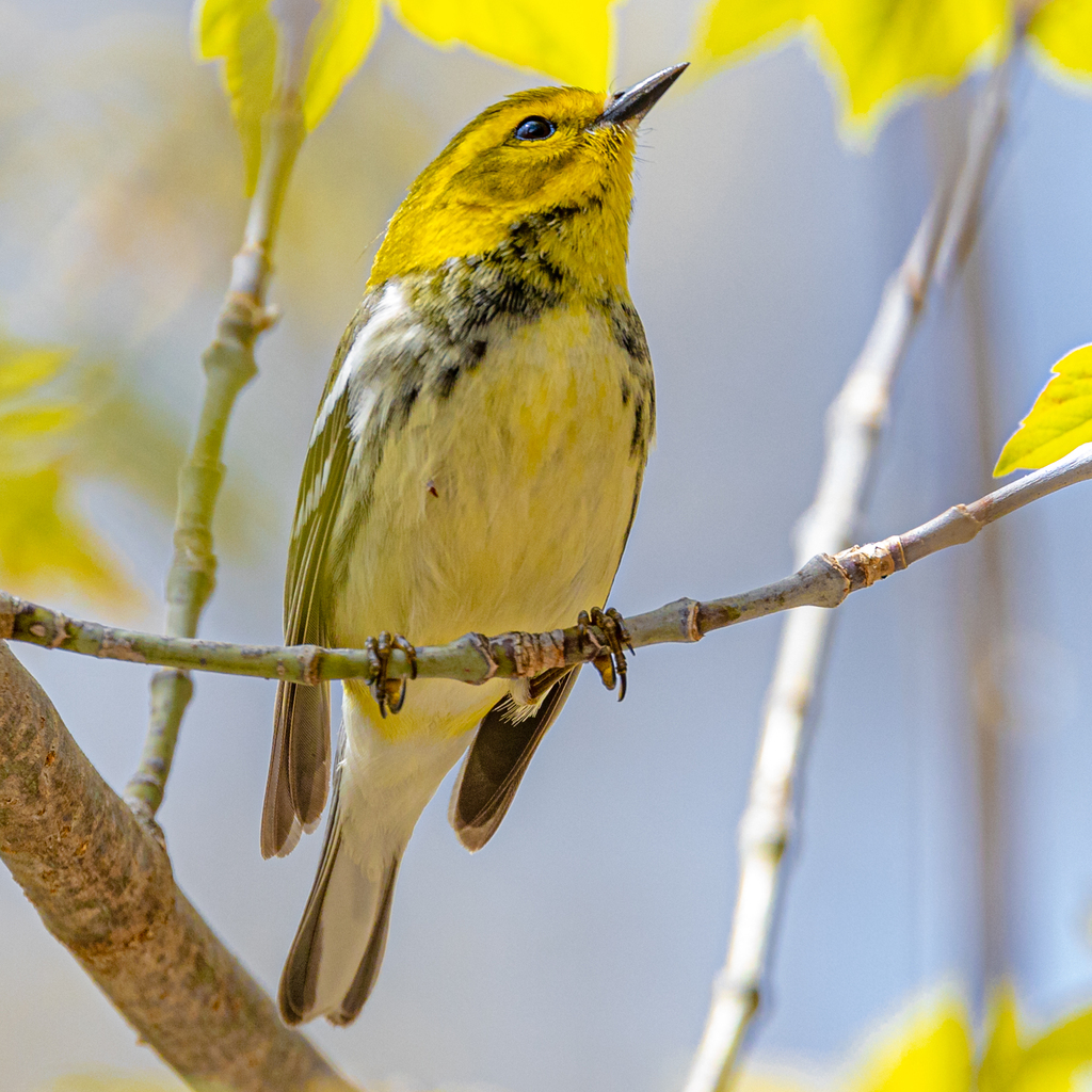 Black-throated Green Warbler from Mississauga, ON, Canada on May 05 ...