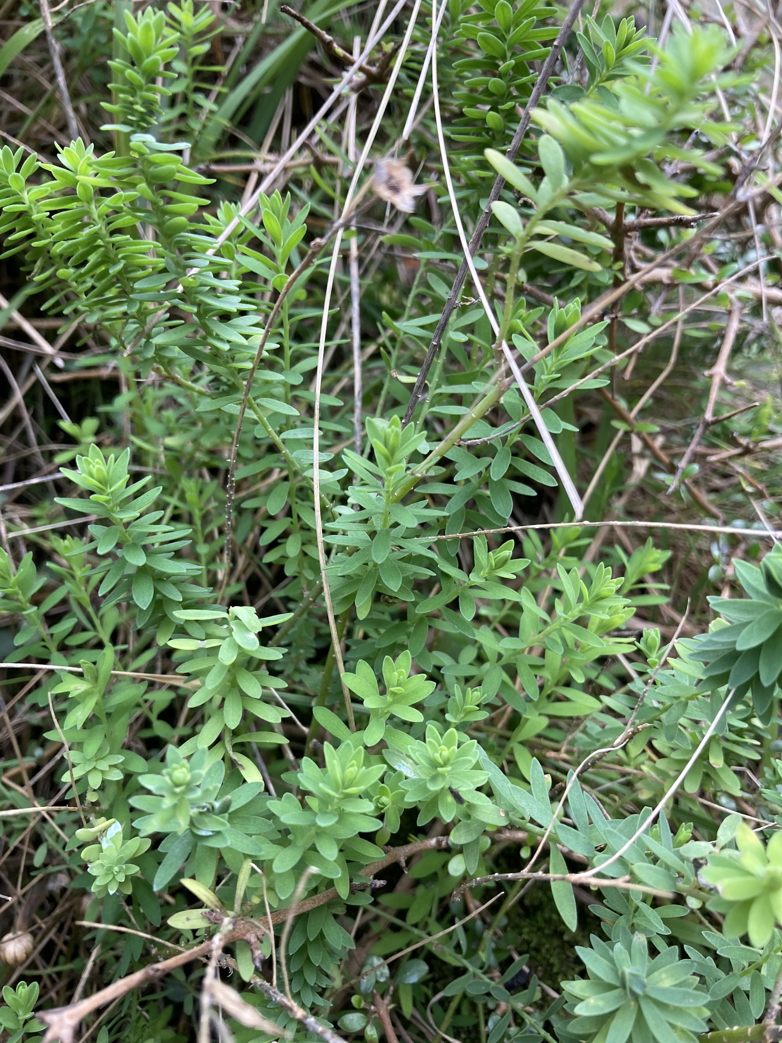 Linum monogynum G.Forst.