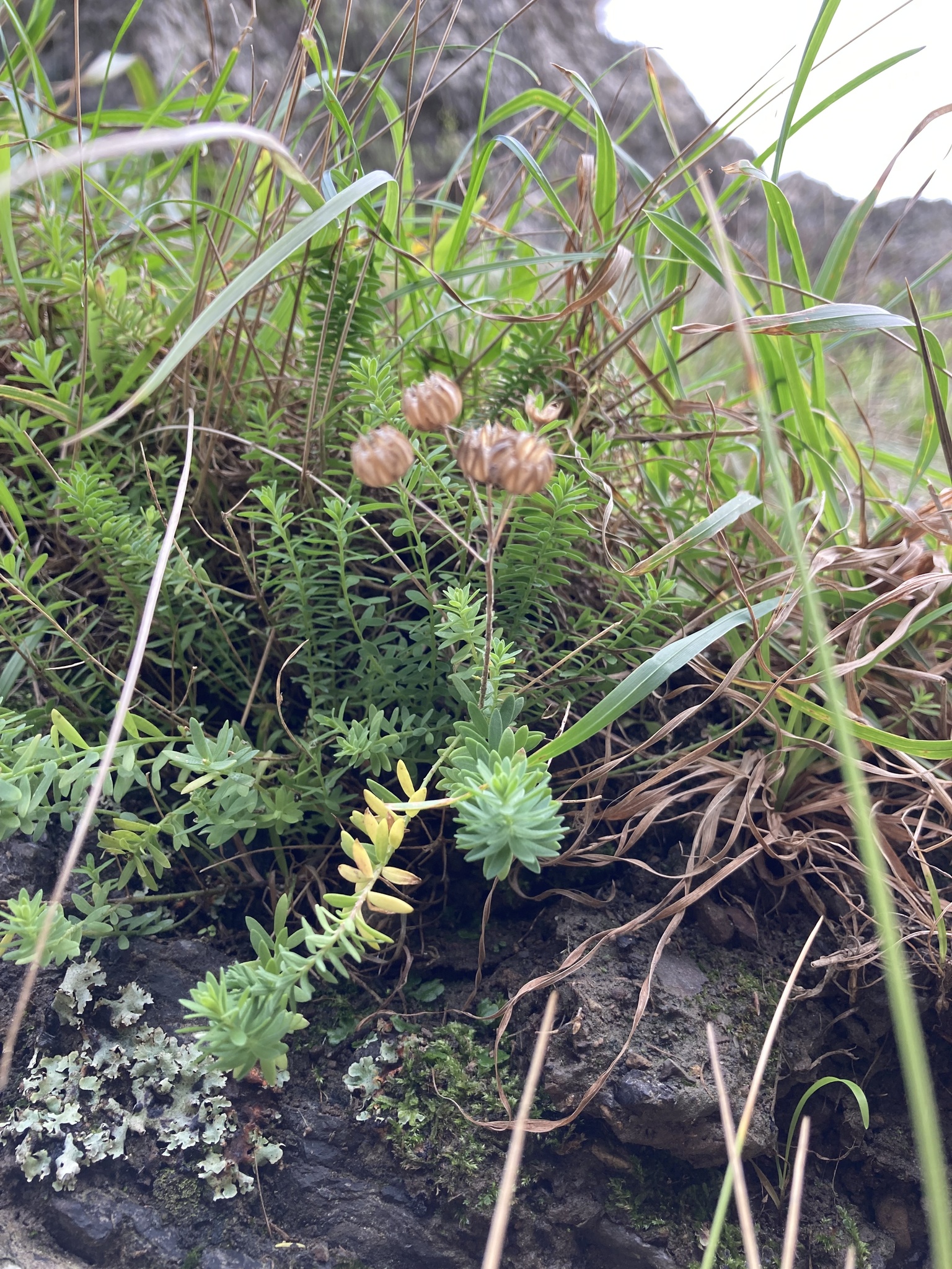 Linum monogynum G.Forst.