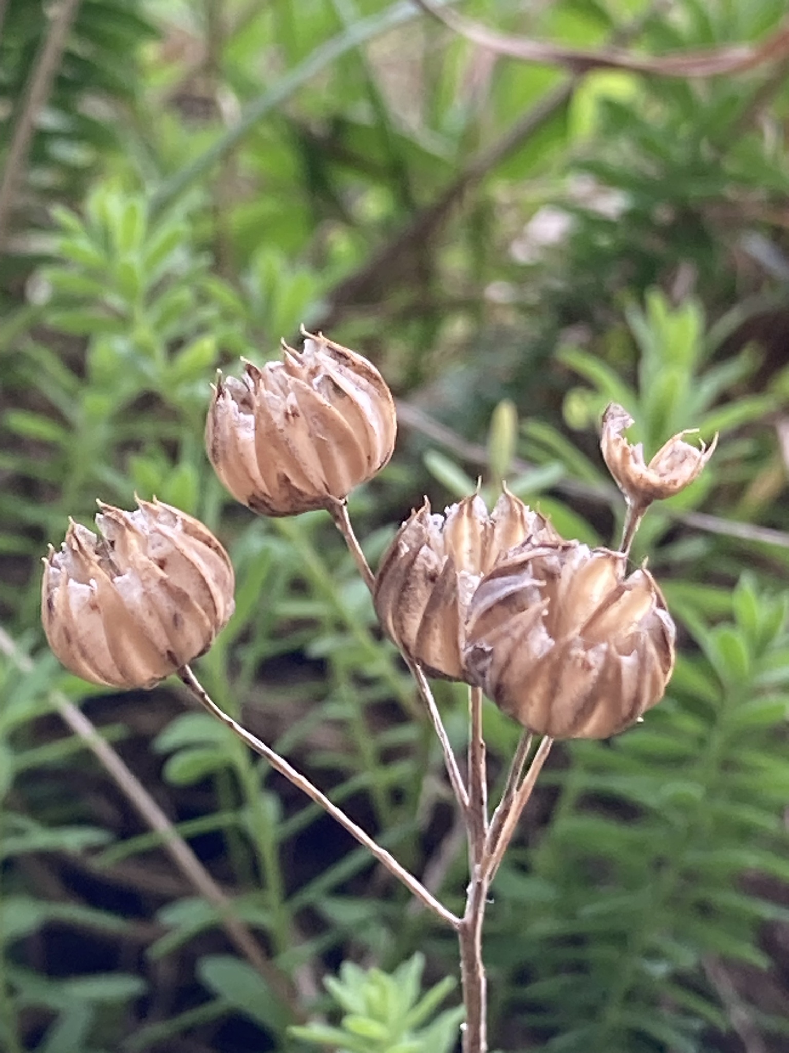 Linum monogynum G.Forst.