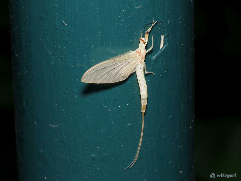 Giant Mayflies from 香港林村 on May 06, 2023 at 01:21 PM by wklegend ...