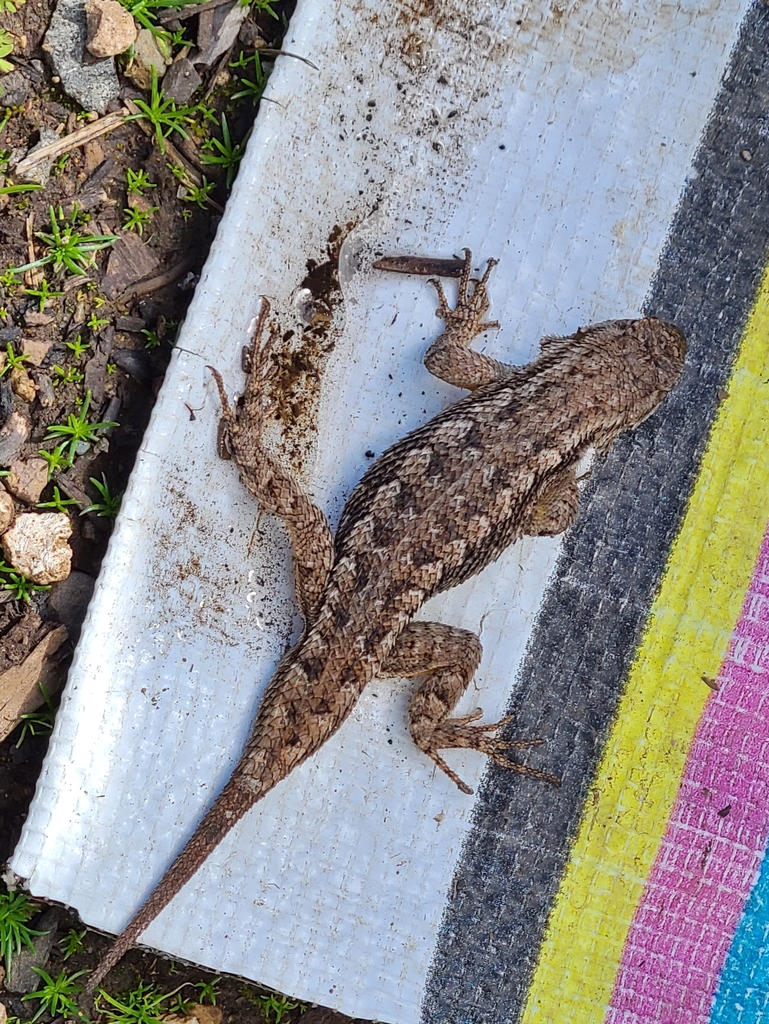 Western Fence Lizard from FBP Native Plant Nursery Lane County, OR, USA ...