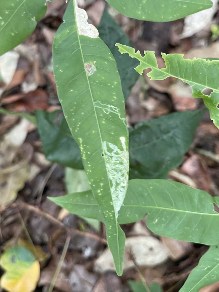 Winged and Once-winged Insects from Everglades National Park, Homestead ...