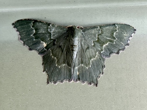 Hemithea subflavida · iNaturalist United Kingdom