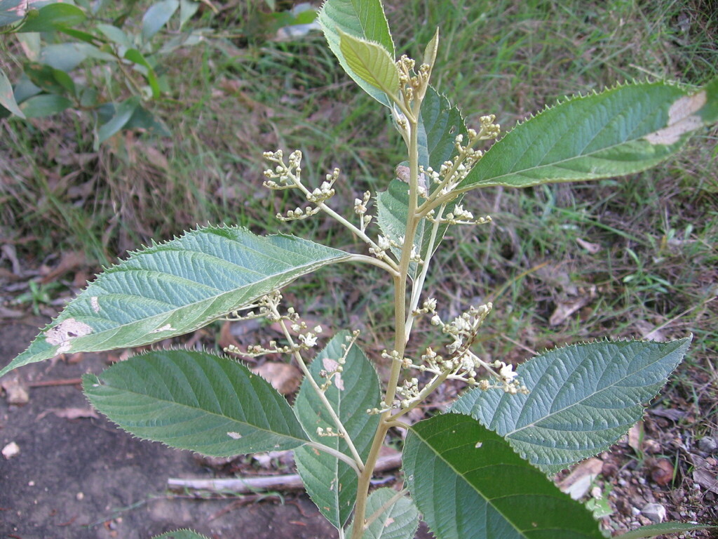 (Argophyllum palumense) - Botanical Realm