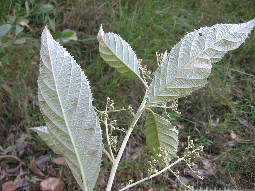 (Argophyllum palumense) - Botanical Realm