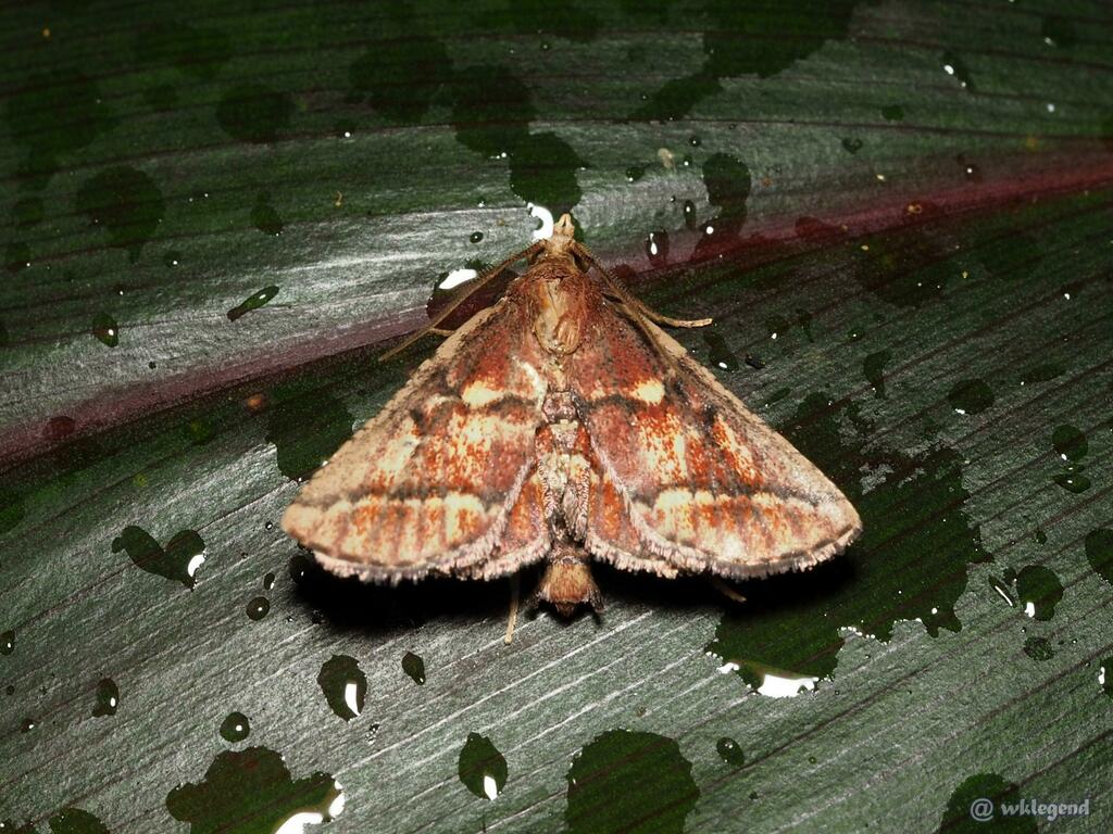 Zitha torridalis from Tai Po, HK on May 06, 2023 by wklegend · iNaturalist