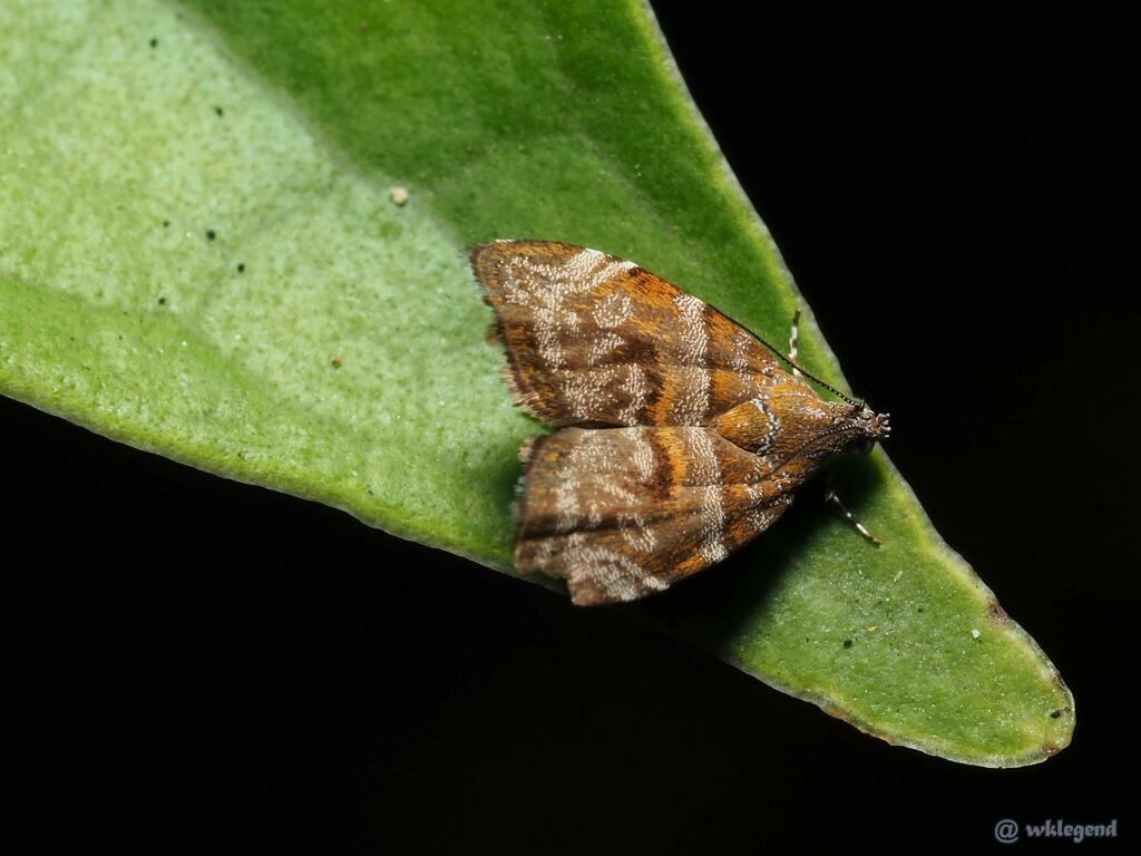 Choreutis orthogona from Tai Po, HK on May 06, 2023 by wklegend ...