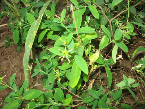 Pimelea fugiens · iNaturalist